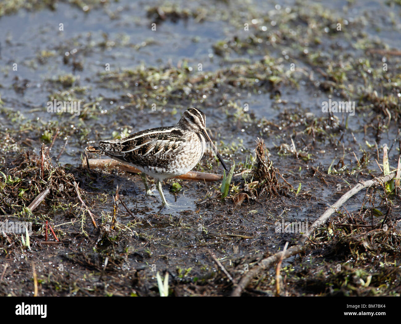 Snipe (Gallinago gallinago) on marshy ground side view Stock Photo - Alamy