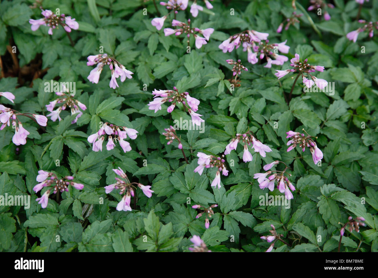 Cardamine quinquifolia plants in flower Stock Photo - Alamy