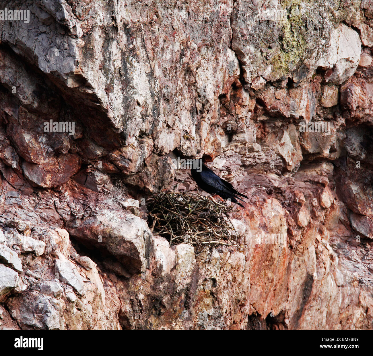 Raven (Corvus corax) at nest on limestone cliff Stock Photo - Alamy