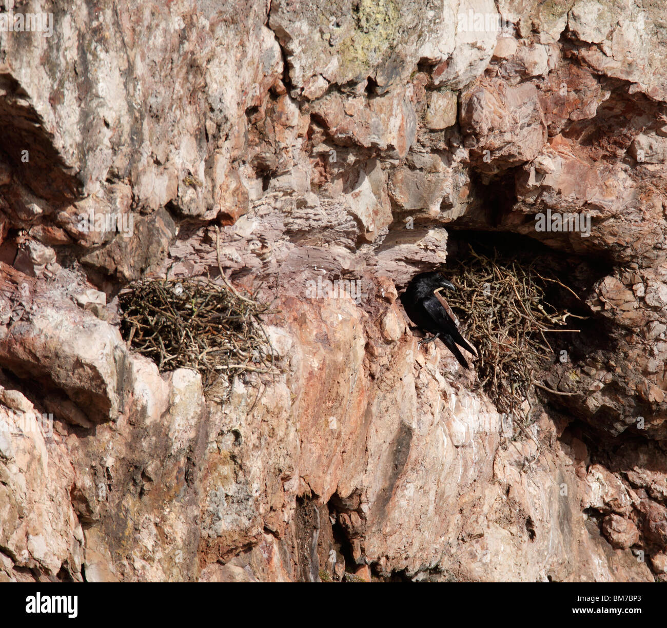 Raven nest cliff hi-res stock photography and images - Alamy