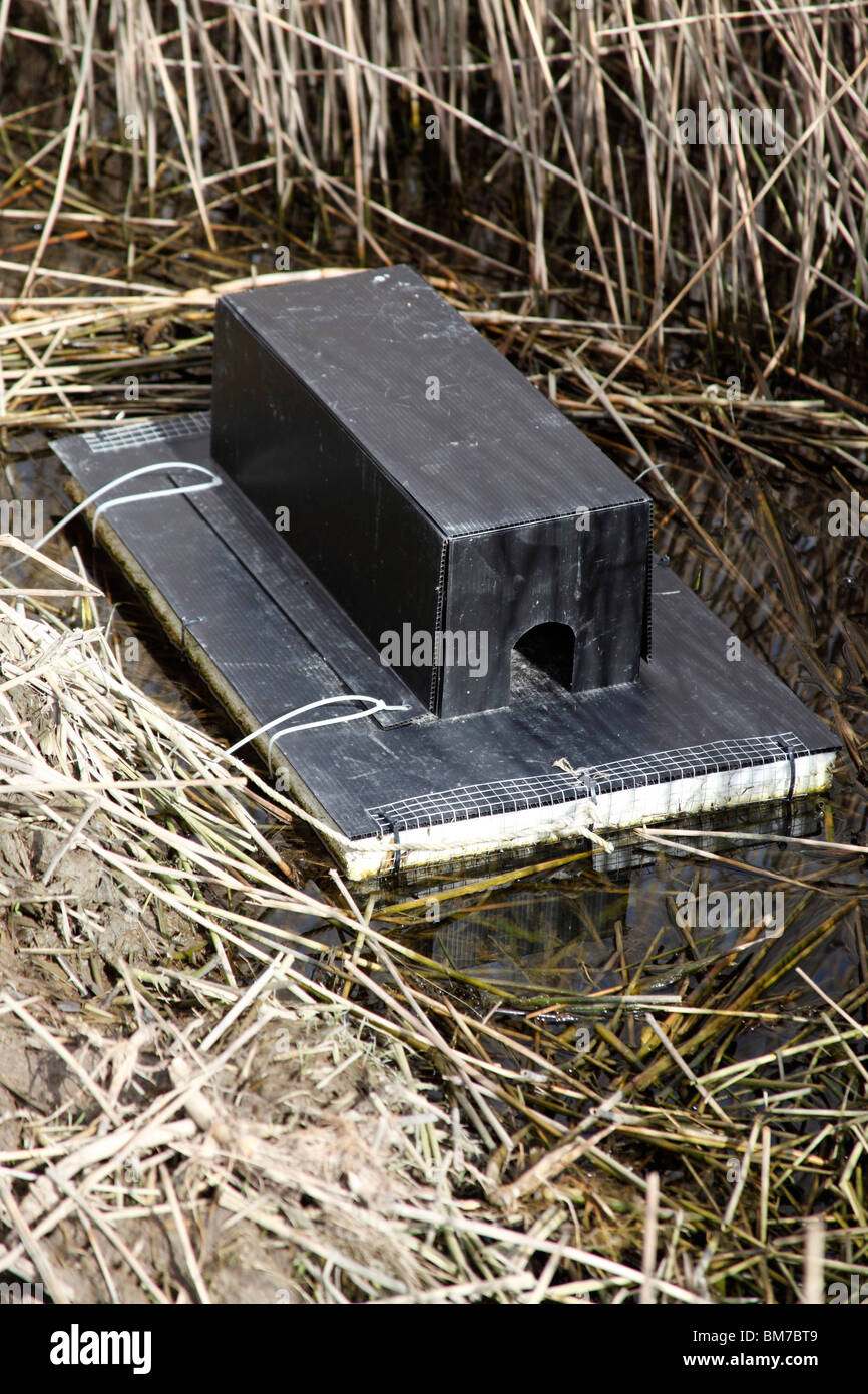 Mink trap hi-res stock photography and images - Alamy