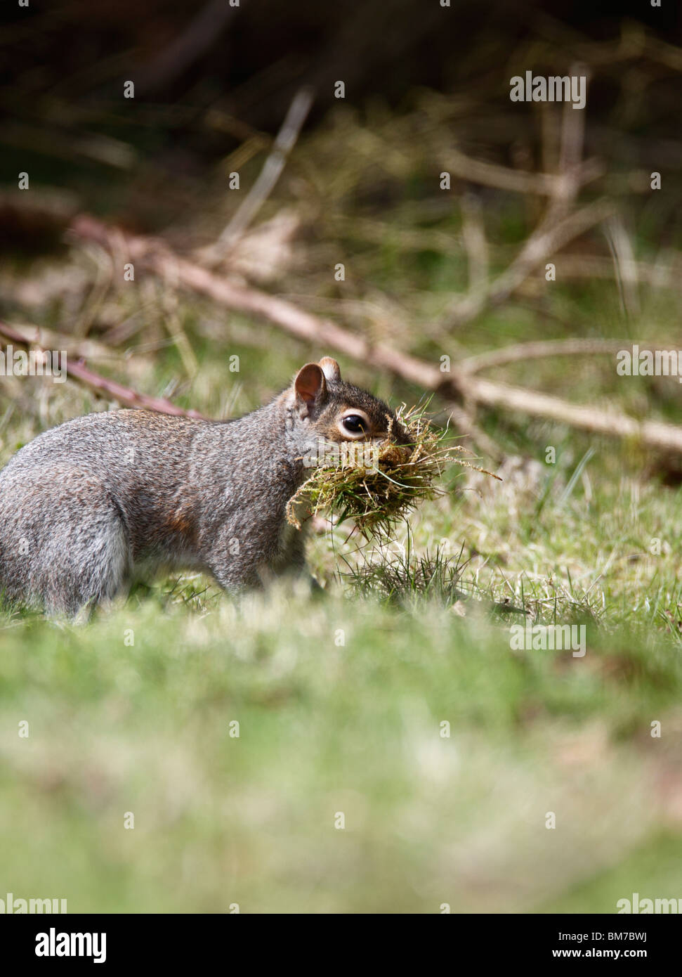 Grey squirrel (Scirius carolinensis) collecting grass for bedding Stock ...