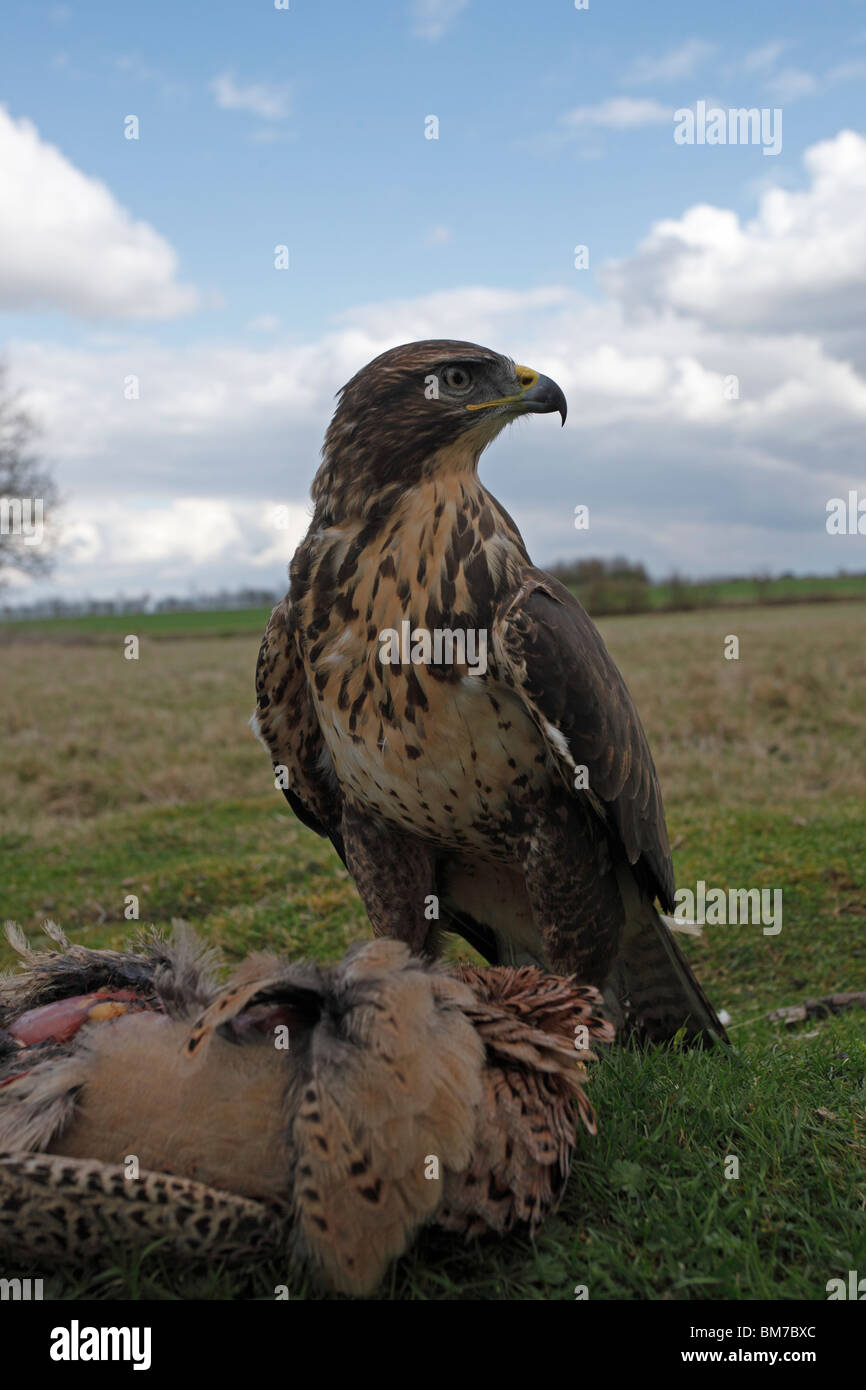 Dead buzzard hi-res stock photography and images - Alamy