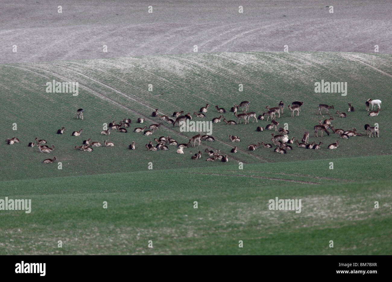 Deer herd large hi-res stock photography and images - Alamy