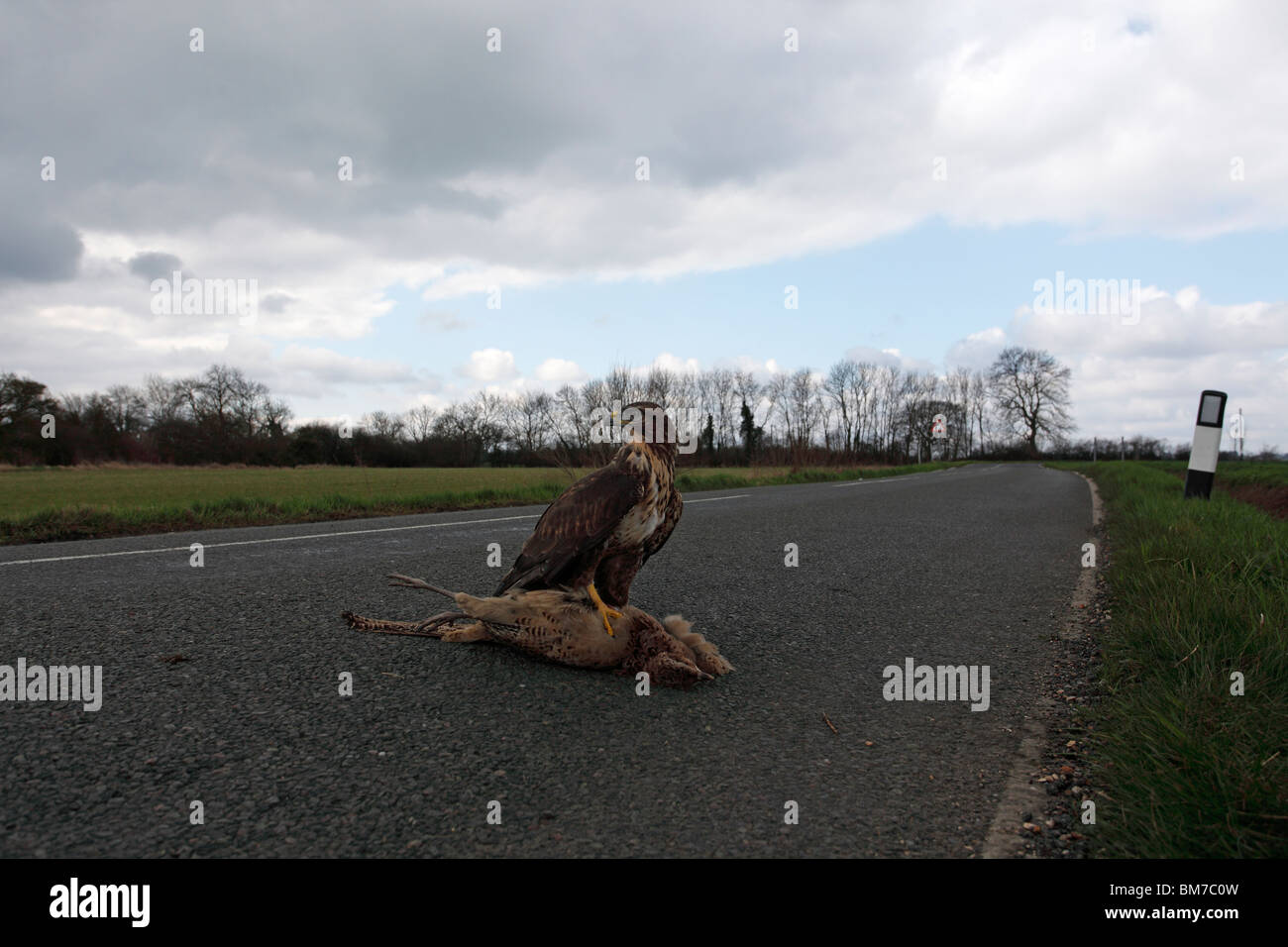 Buzzard on roadkill hi-res stock photography and images - Alamy