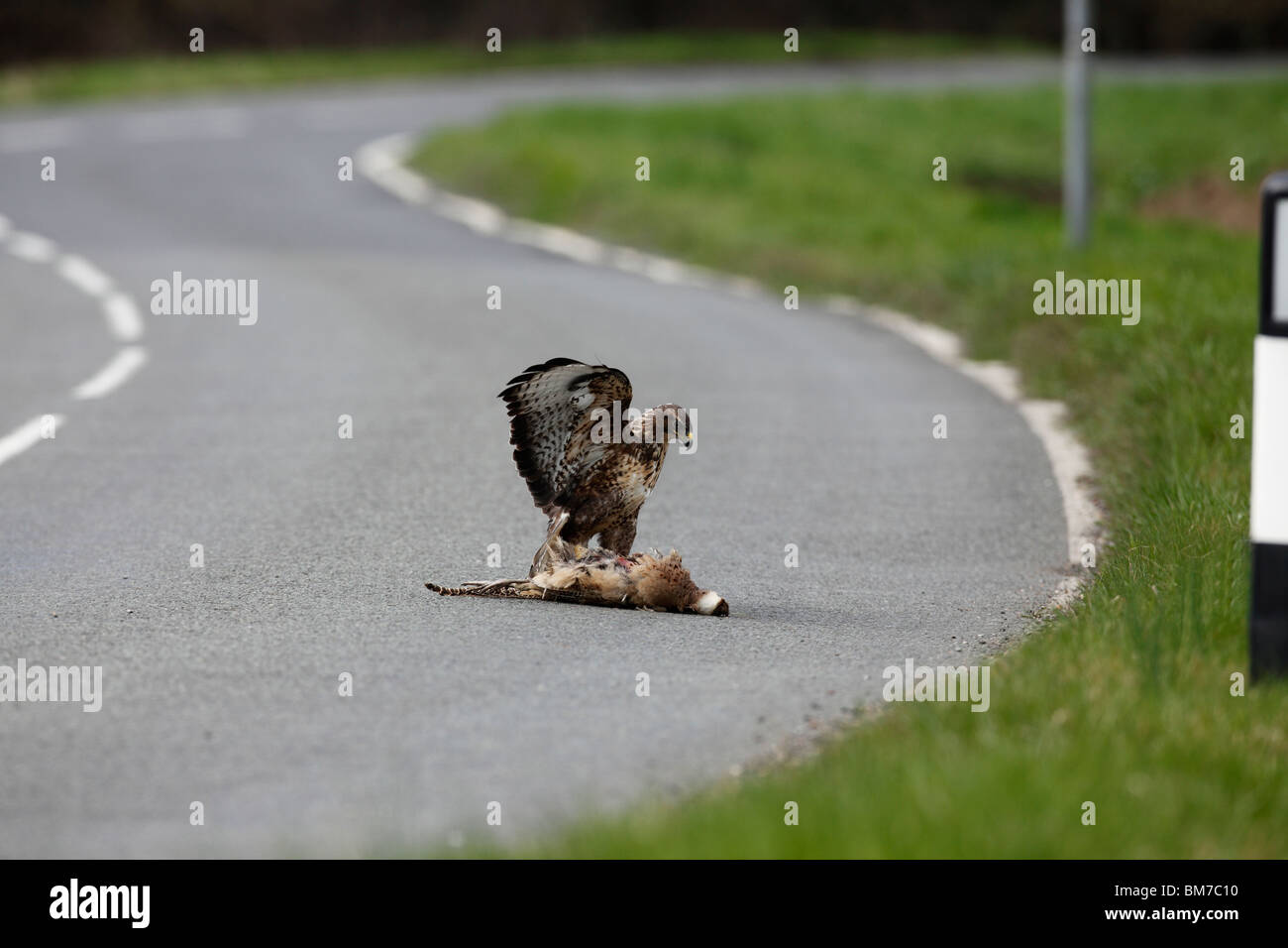 Buzzard (Buteo buteo) feeding on road kill pheasant Stock Photo - Alamy