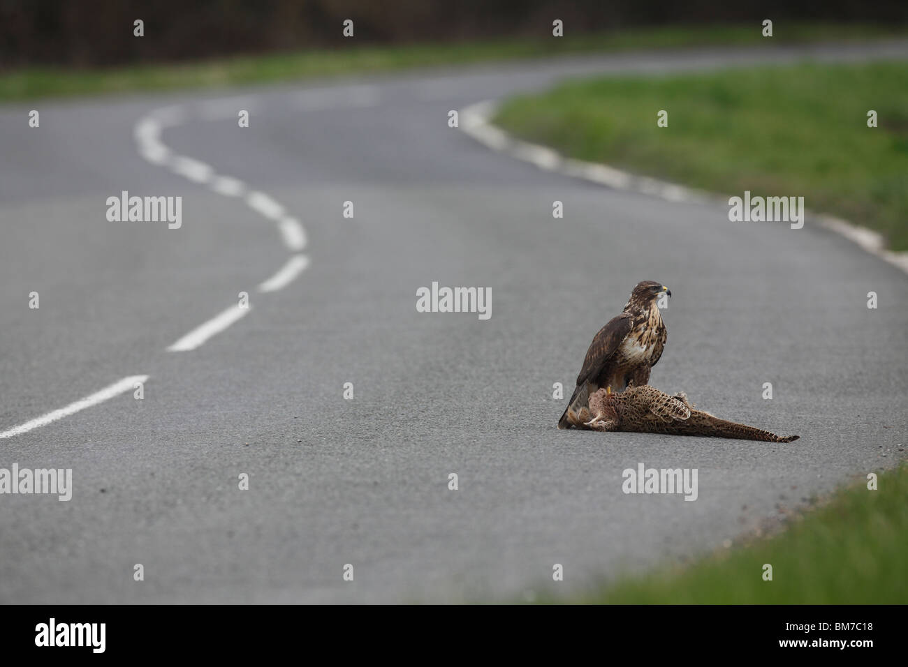Buzzard (Buteo buteo) eating road kill pheasant Stock Photo - Alamy