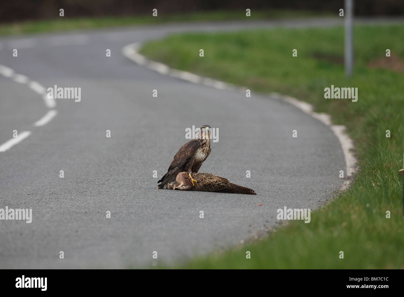 Road kill pheasant hi-res stock photography and images - Alamy
