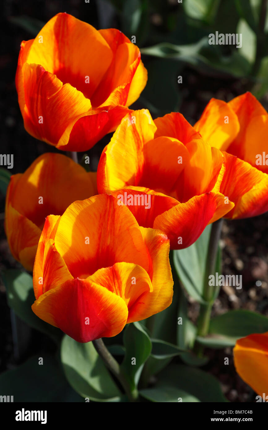 Tulipa flair hi-res stock photography and images - Alamy