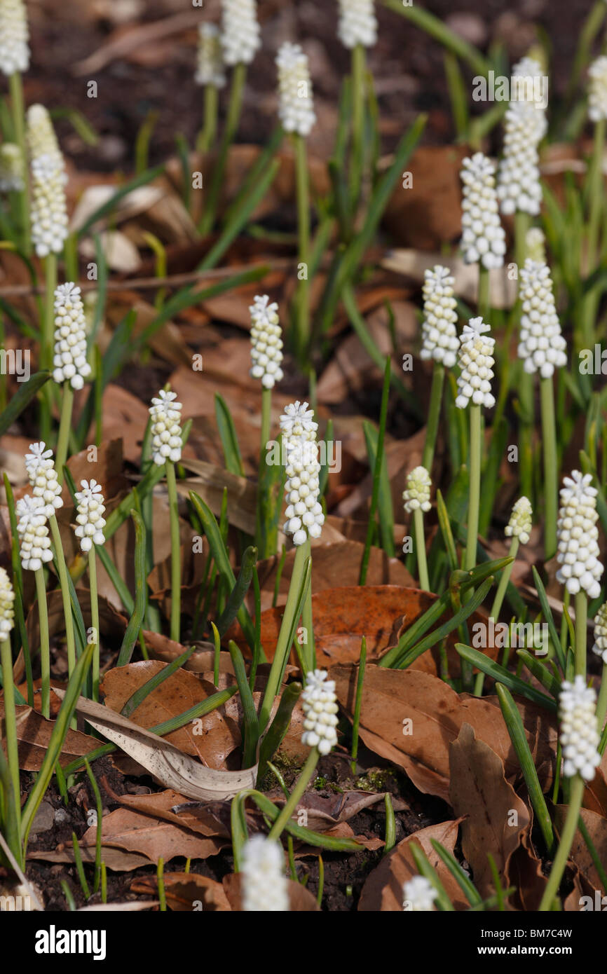 Muscari Botryoides Album plants in flower Stock Photo - Alamy