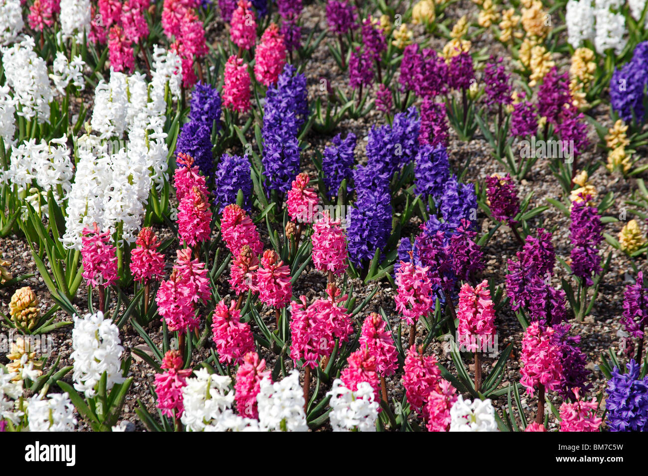 Hyacinthus mixed varies in formal bed Stock Photo - Alamy