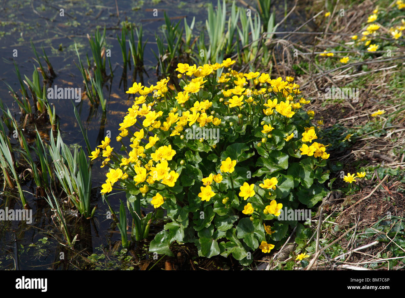 Marsh Marigold (Caltha palustris) flowering at waters edge Stock Photo ...