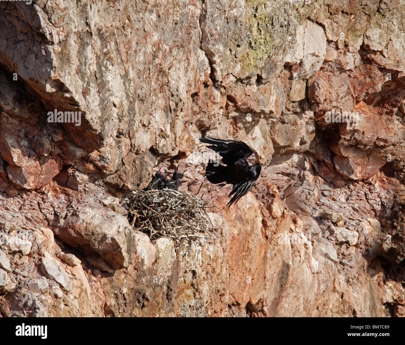 Raven (Corvus corax) landing at nest on cliff face Stock Photo - Alamy