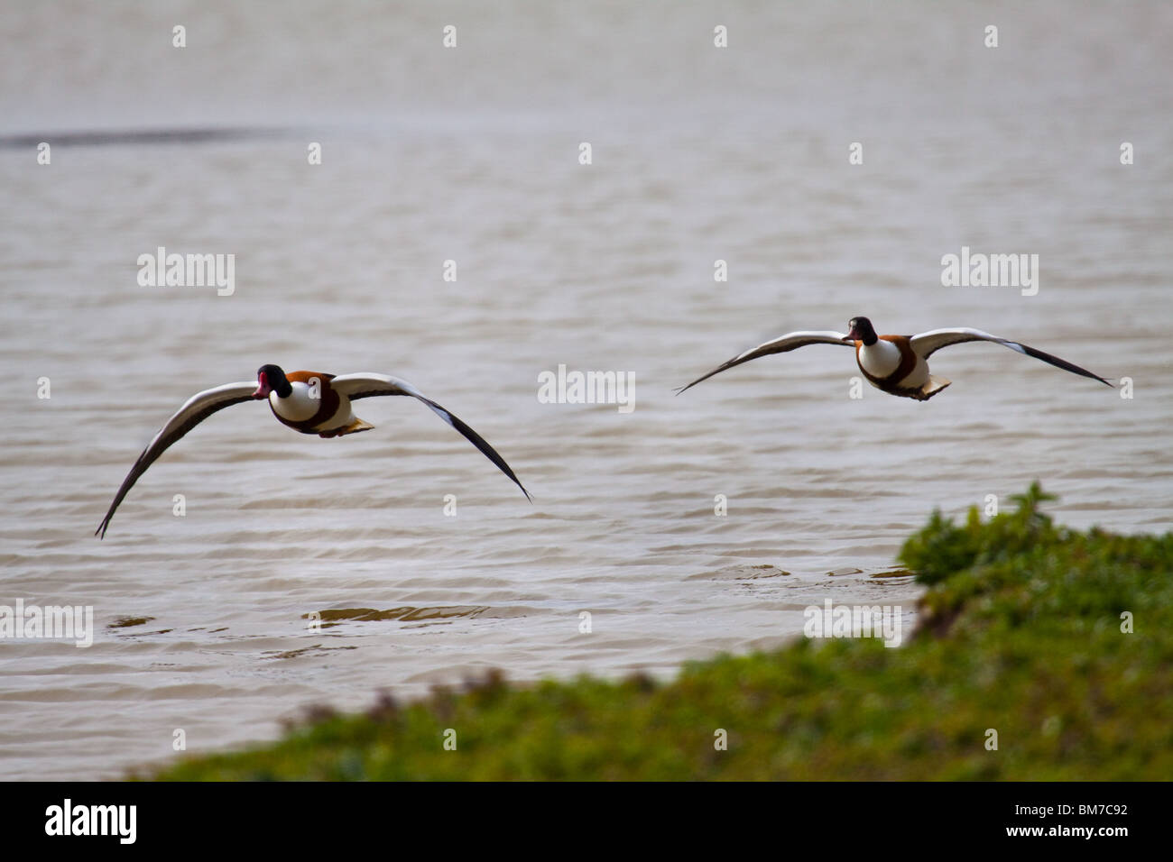 Common shelduck hi-res stock photography and images - Alamy