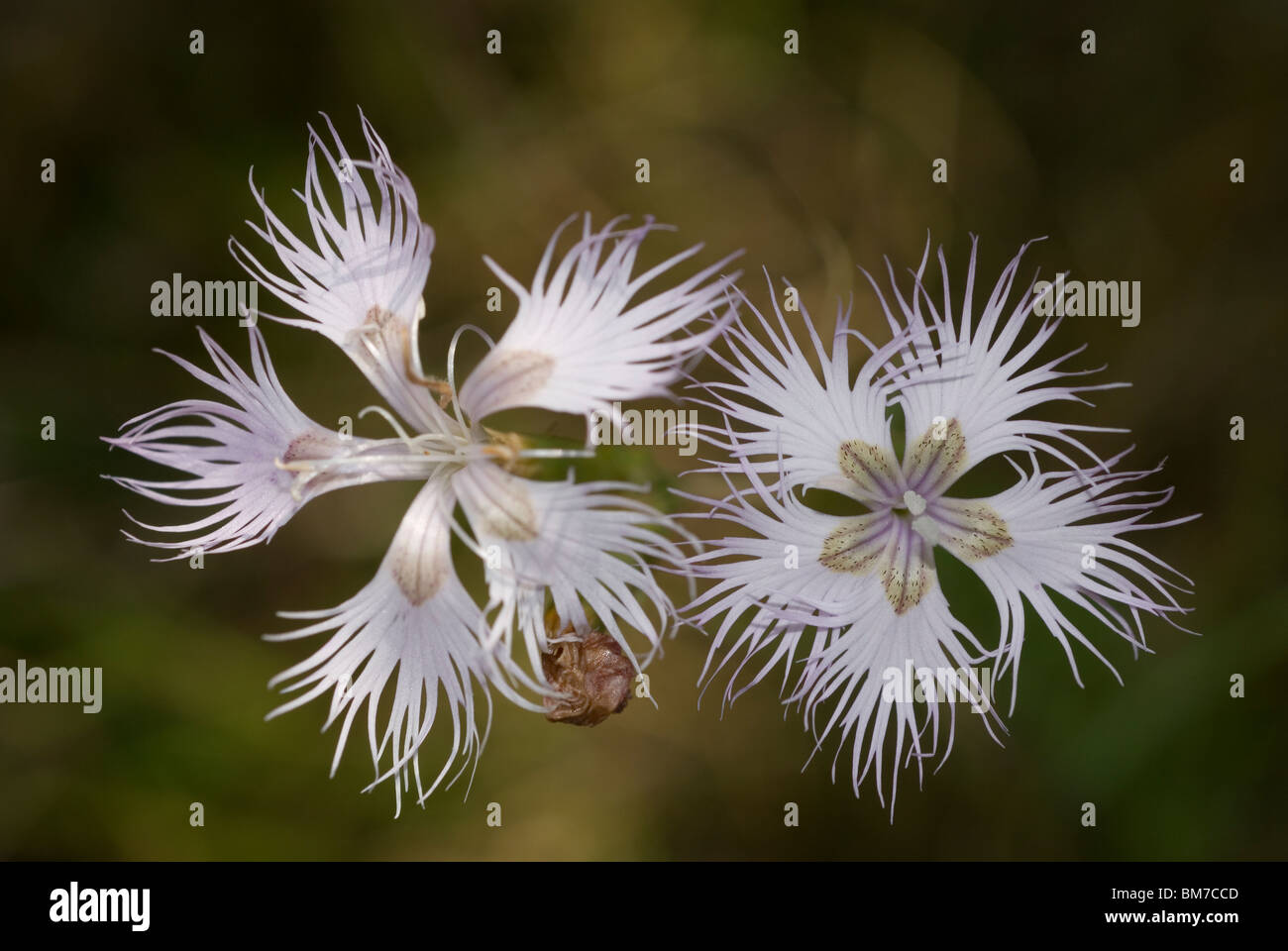 Wild dianthus hi-res stock photography and images - Alamy