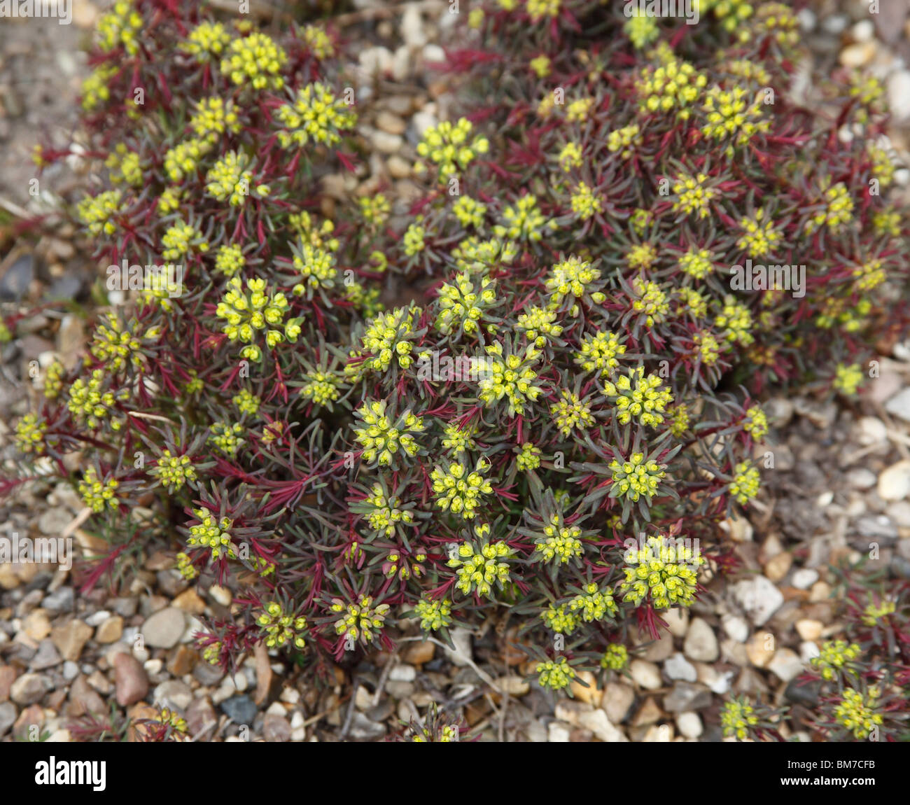Euphorbia Fens ruby close up of plant in flower Stock Photo - Alamy