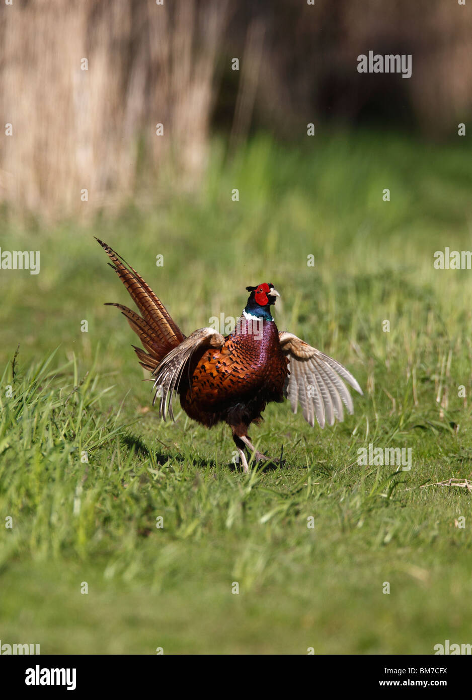 Pheasant (Phasianus colchicus) cock crowing side view Stock Photo - Alamy