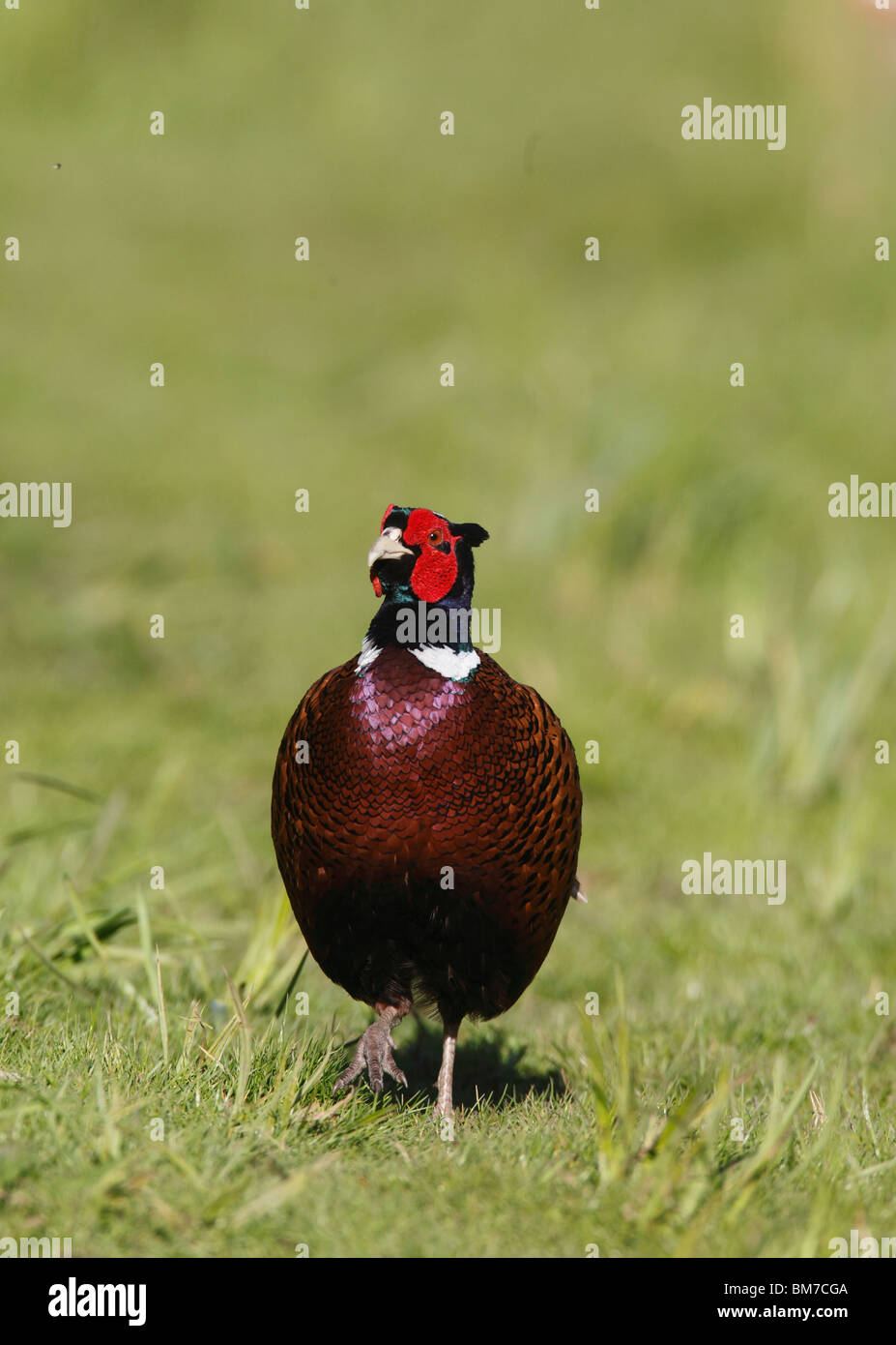 Pheasant (Phasianus colchicus) male walking front view Stock Photo - Alamy