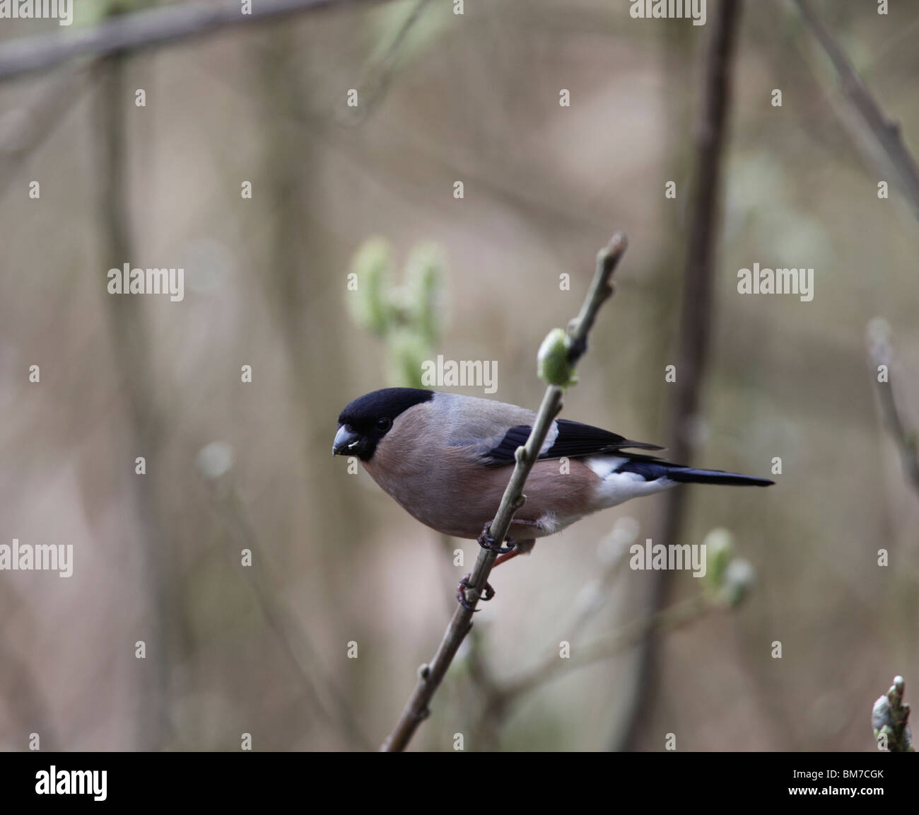 Bullfinch (Pyrrhula pyrrhula) female perching on branch side view Stock ...