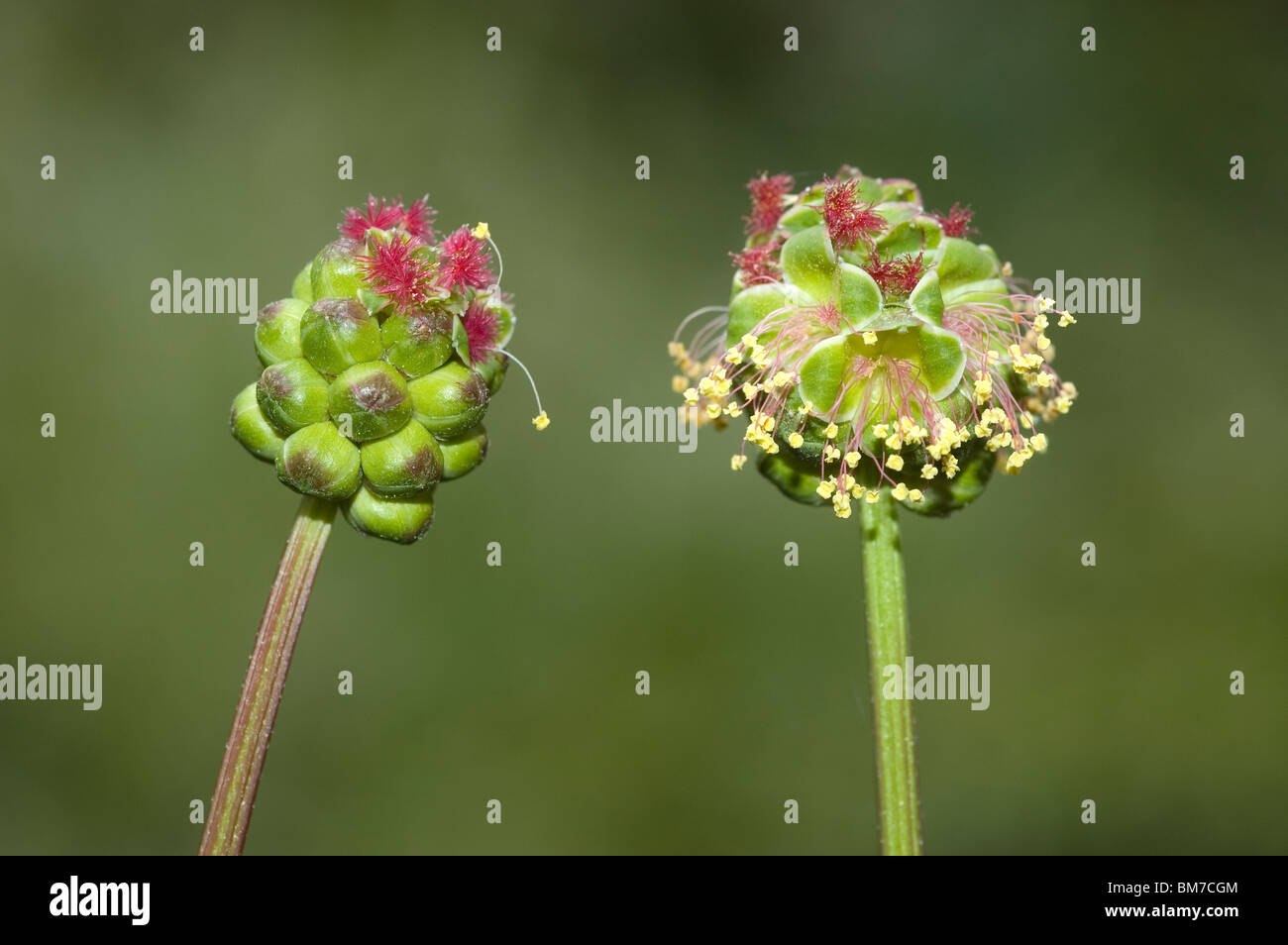 Small burnet flower head (Sanguisorba minor Stock Photo - Alamy