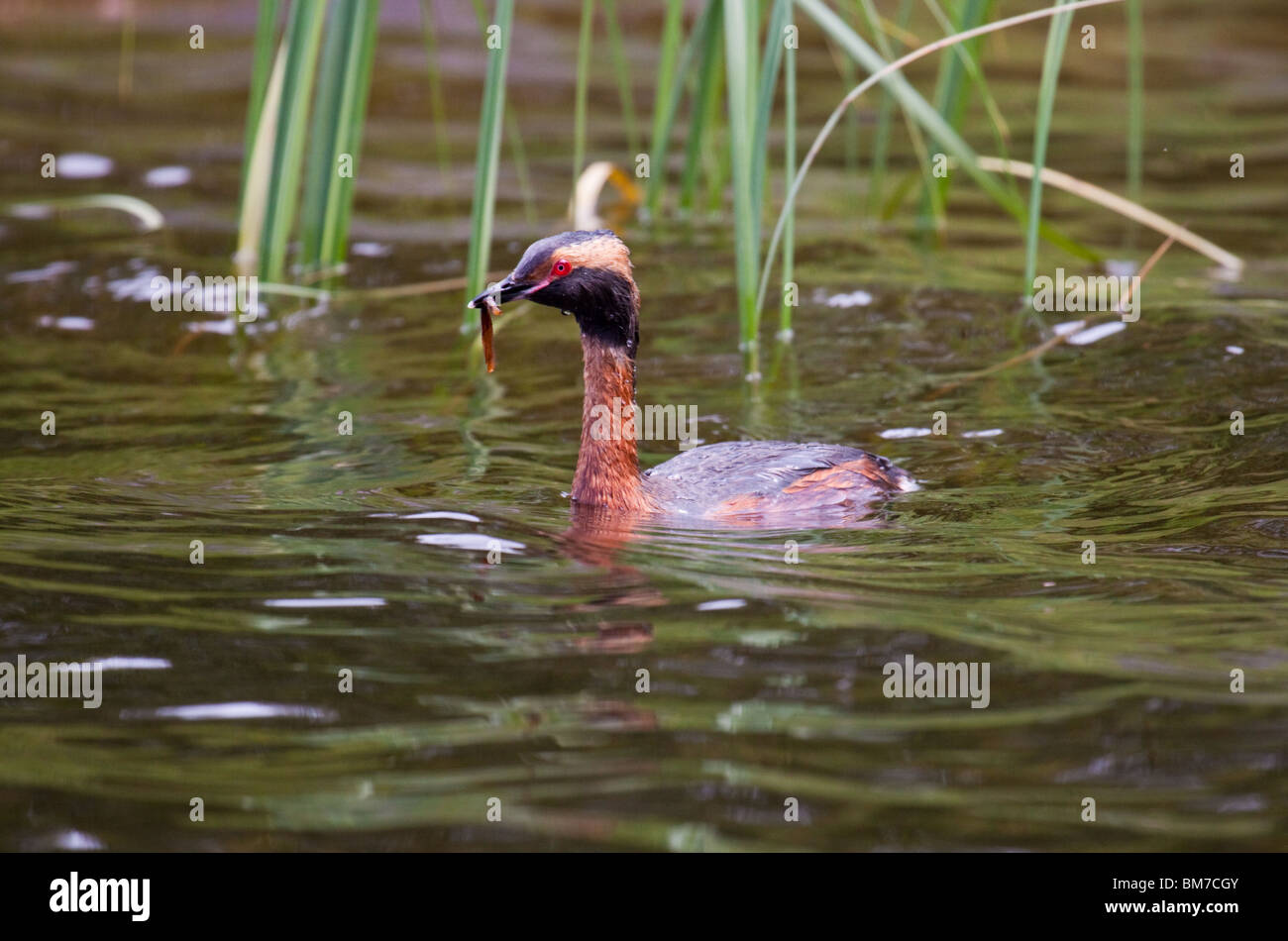 Slavonian Grebe carrying vegetation Stock Photo - Alamy