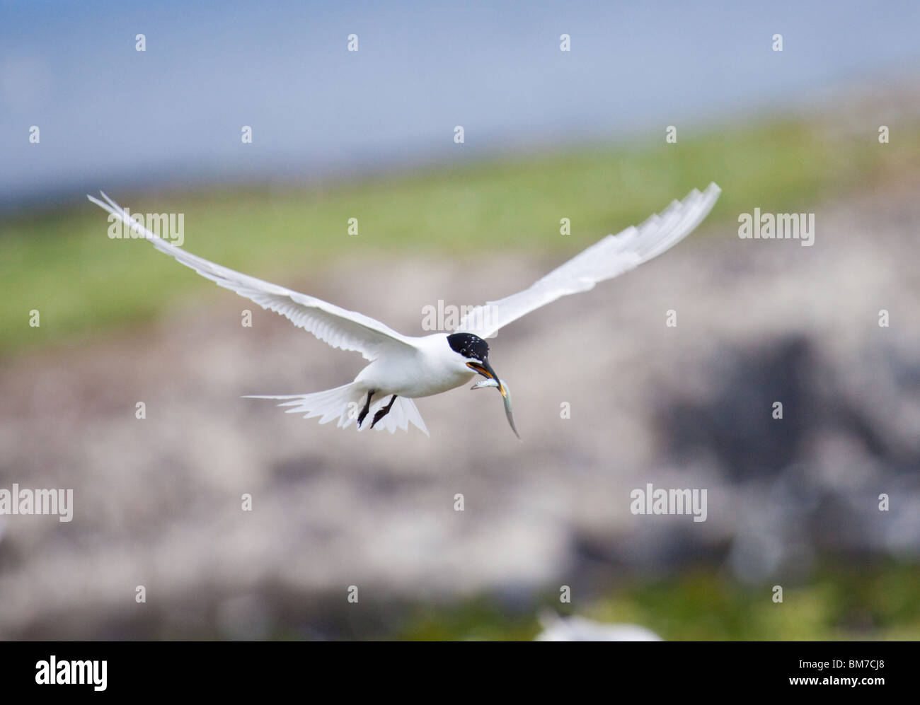 Sandwich Tern flying over nesting colony with Sand eel Stock Photo - Alamy