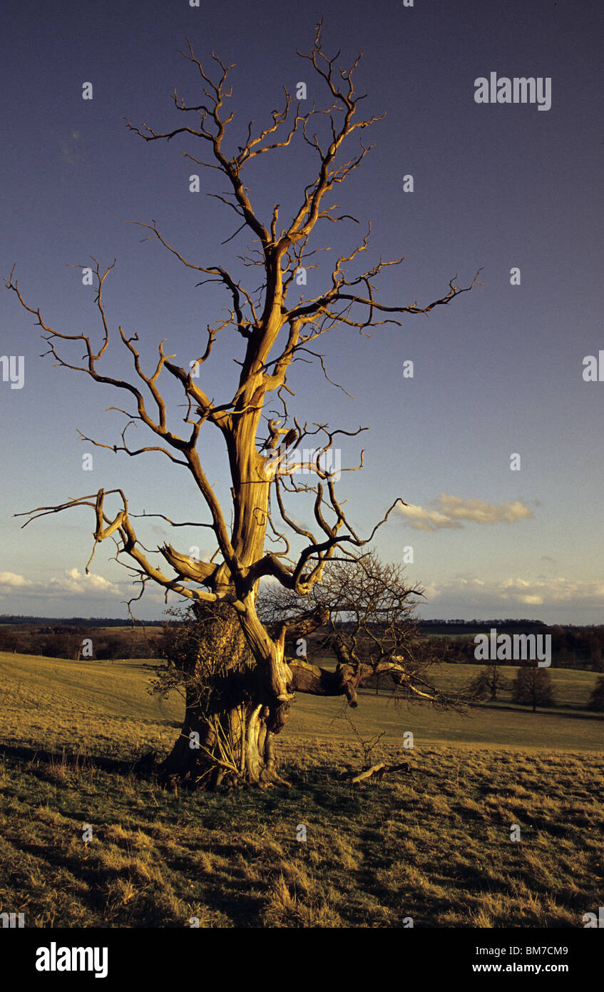 A lonely dead tree in the English countryside, Fawsley Estate, Badby ...