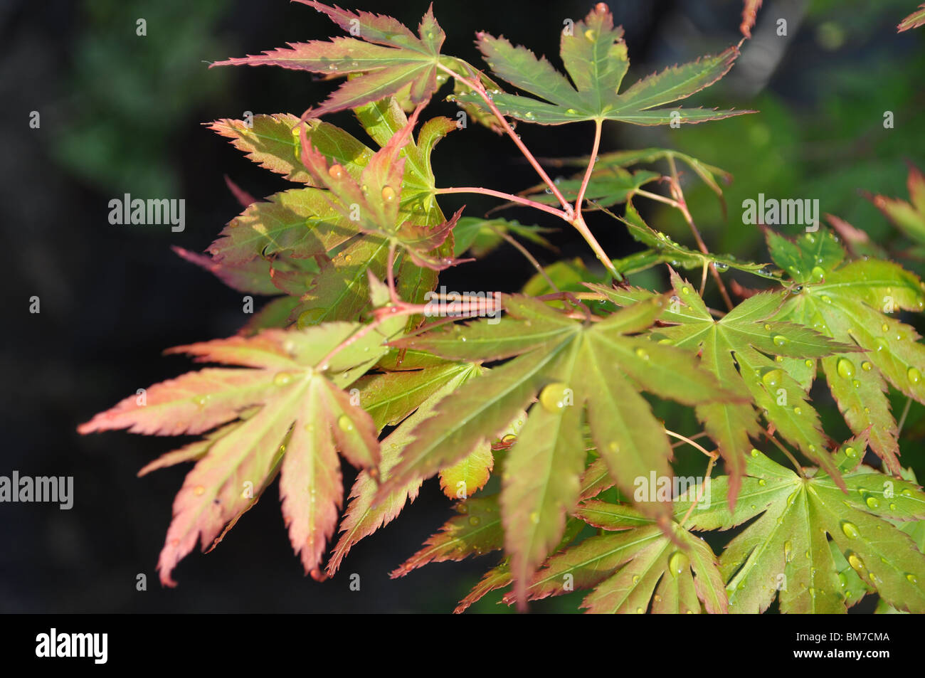Green acer hi-res stock photography and images - Alamy