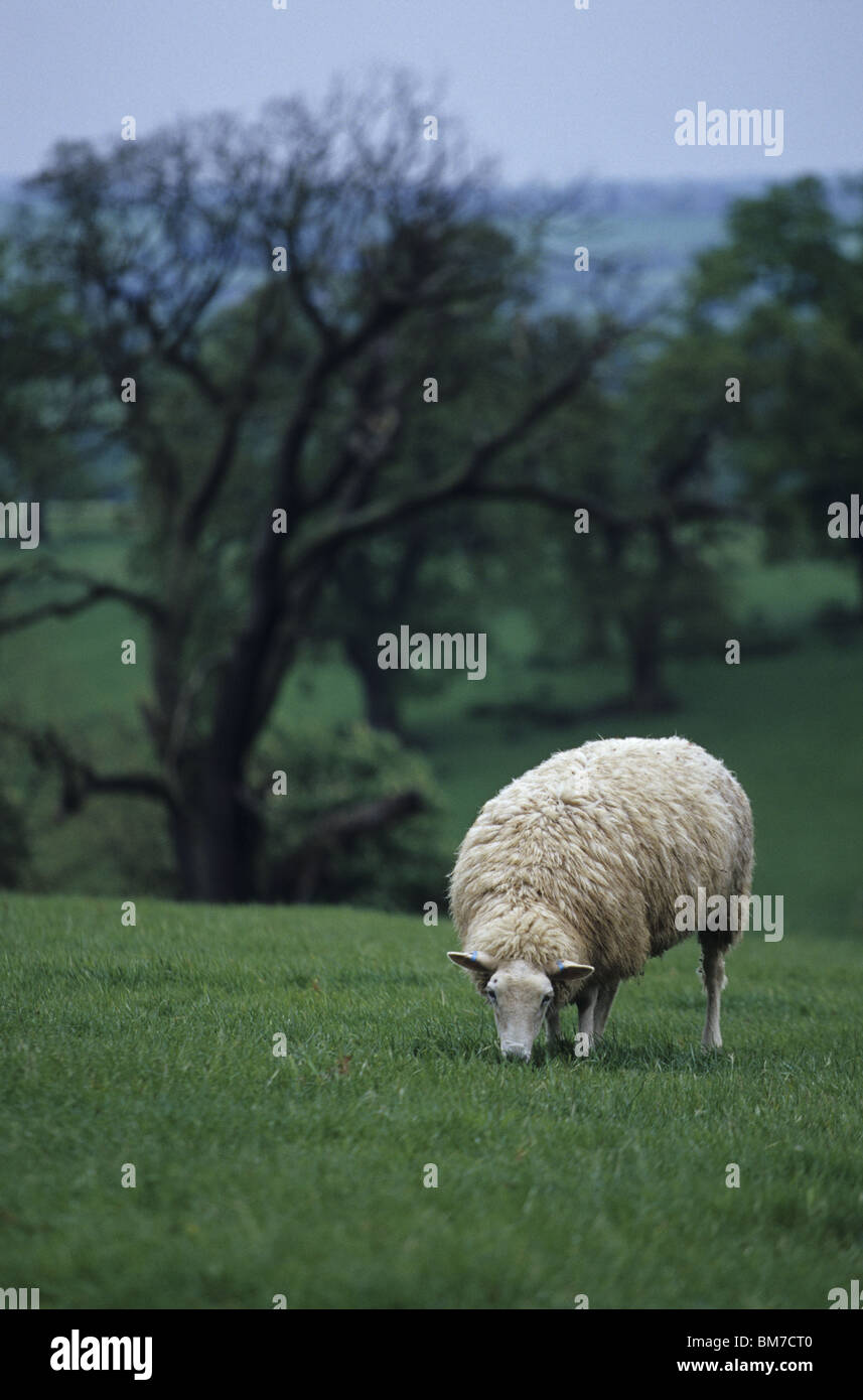 One sheep grazing at the Fawsley Estate, Badby, Northamptonshire Stock ...