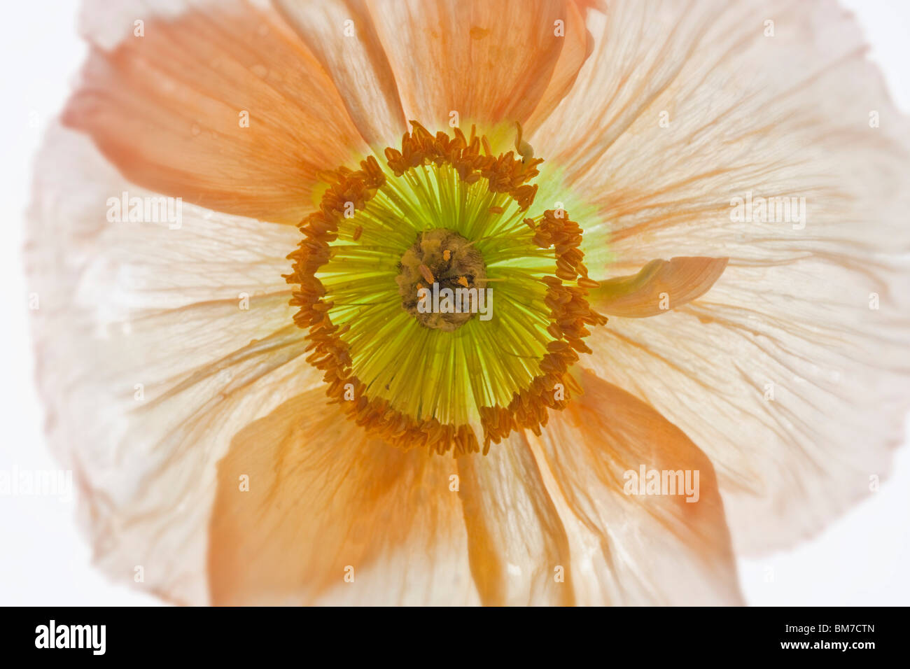 A poppy hi-res stock photography and images - Alamy