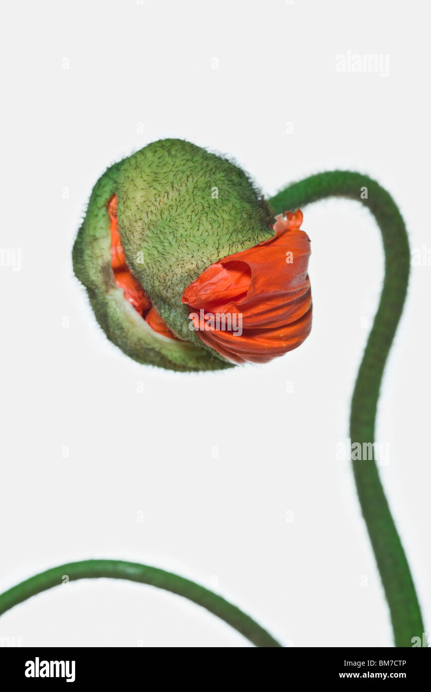 A poppy bud opening Stock Photo - Alamy