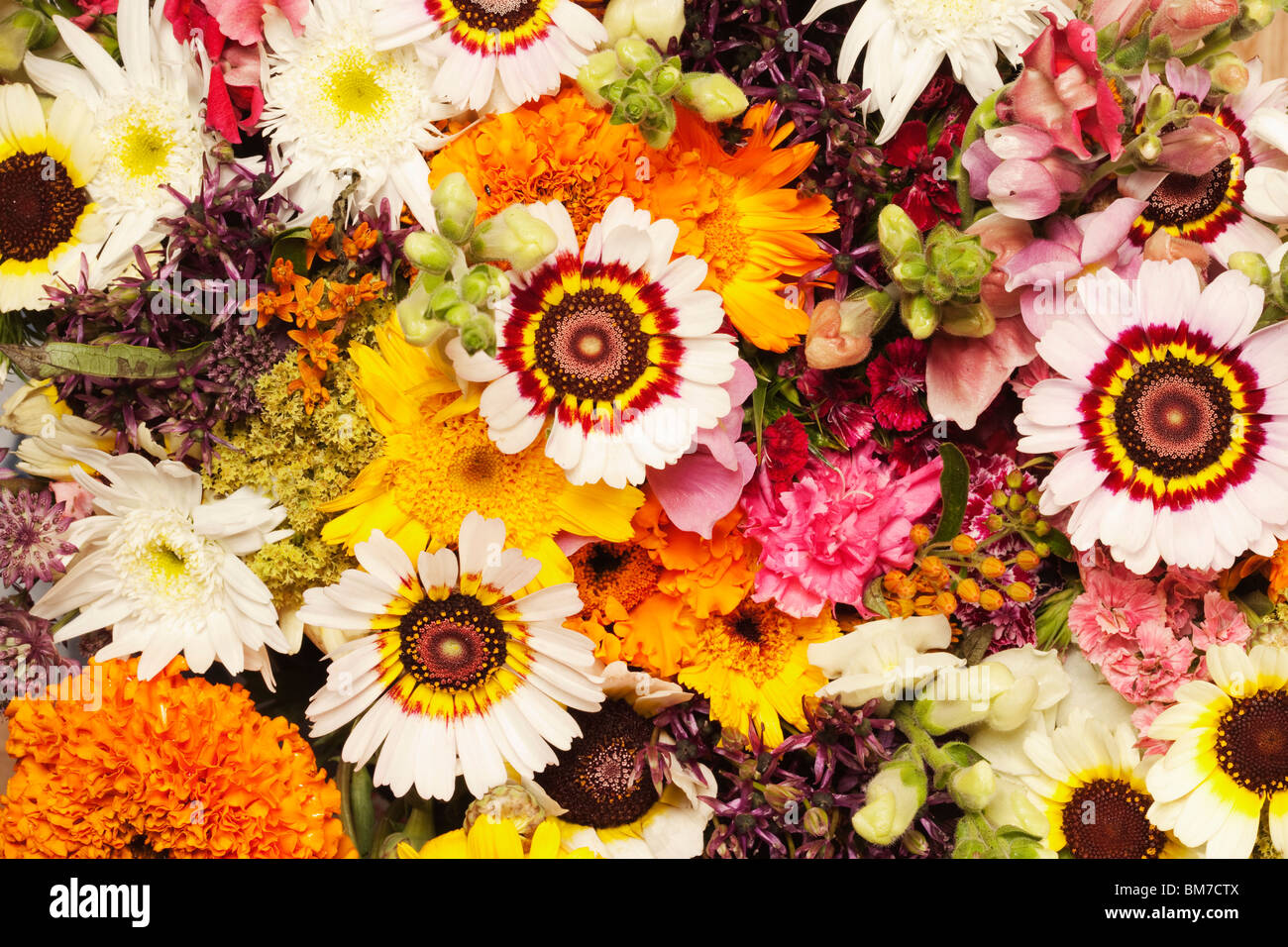 Mixed colored flowers hi-res stock photography and images - Alamy