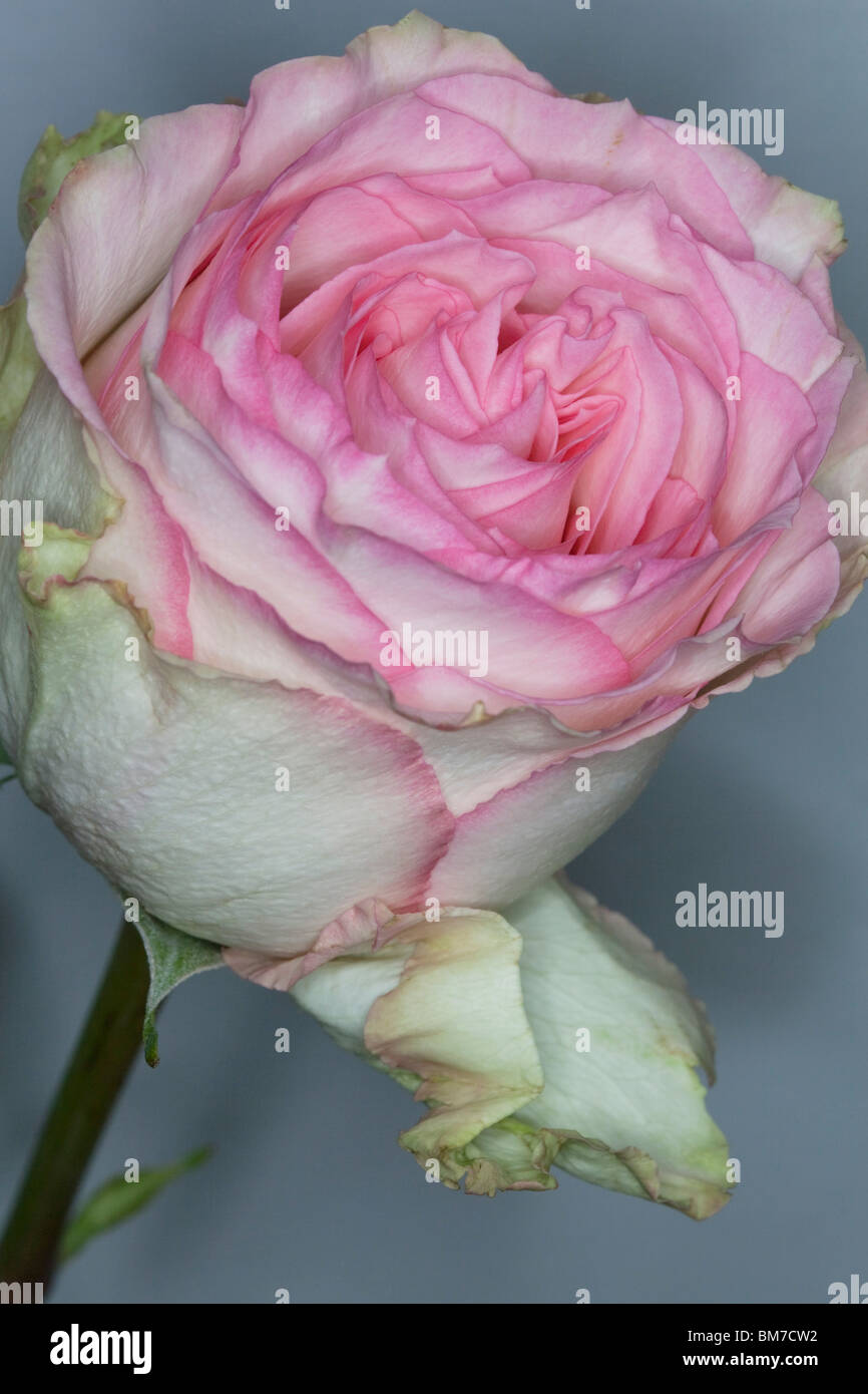 Detail of a pink rose Stock Photo - Alamy