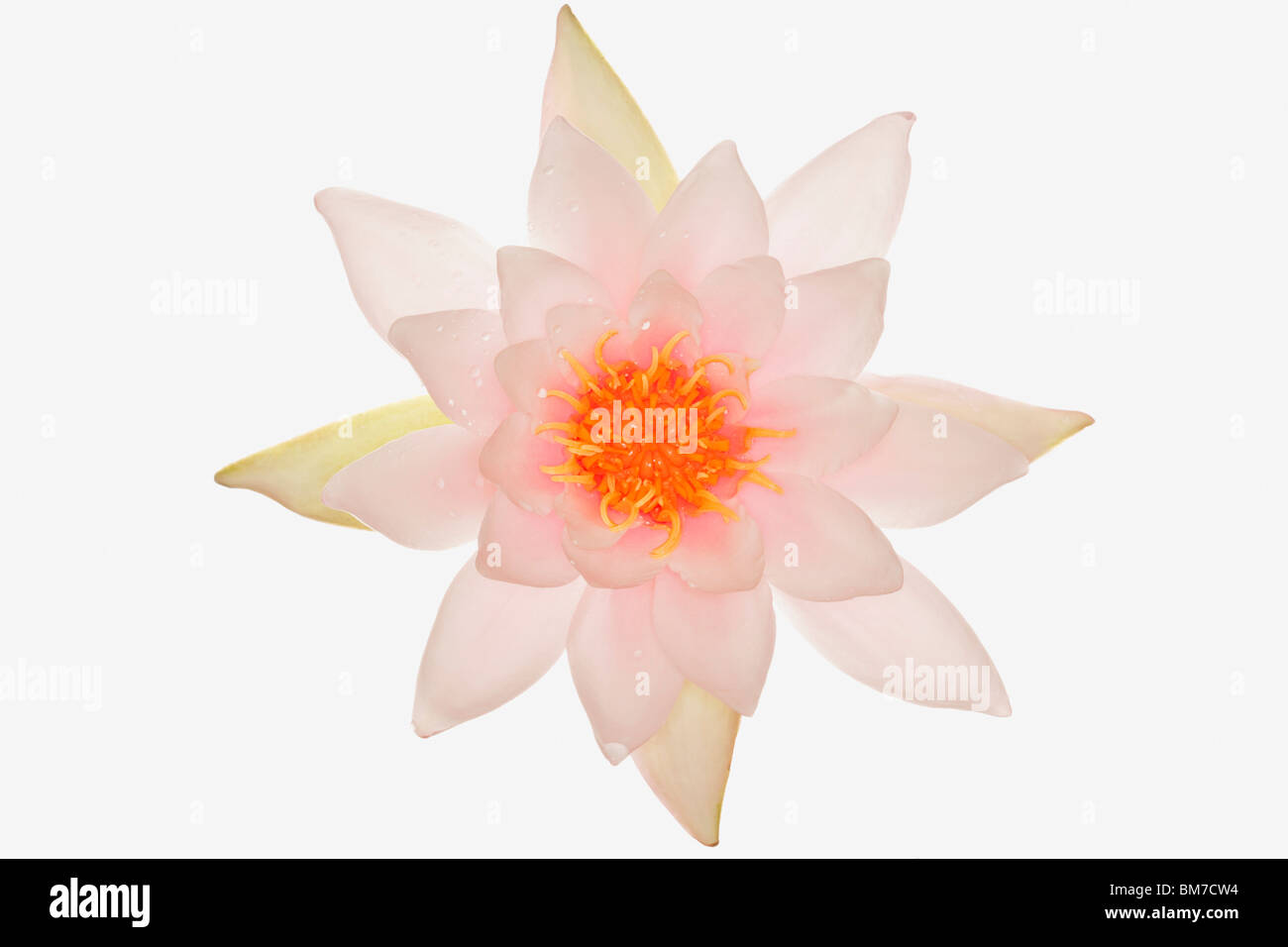 Pink water lotus in Cut Out Stock Images & Pictures - Alamy
