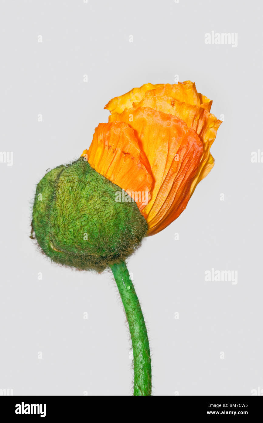 A poppy bud opening Stock Photo - Alamy