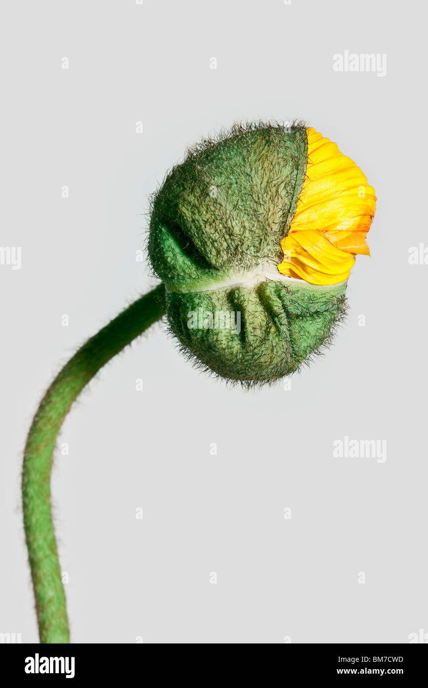 A poppy bud opening Stock Photo - Alamy