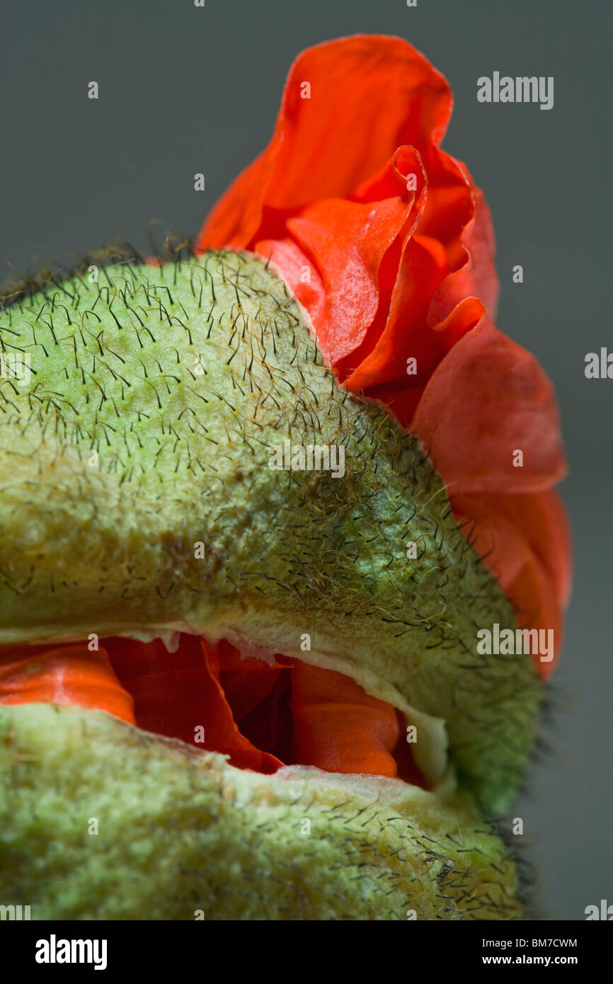 Detail of a poppy bud opening Stock Photo - Alamy