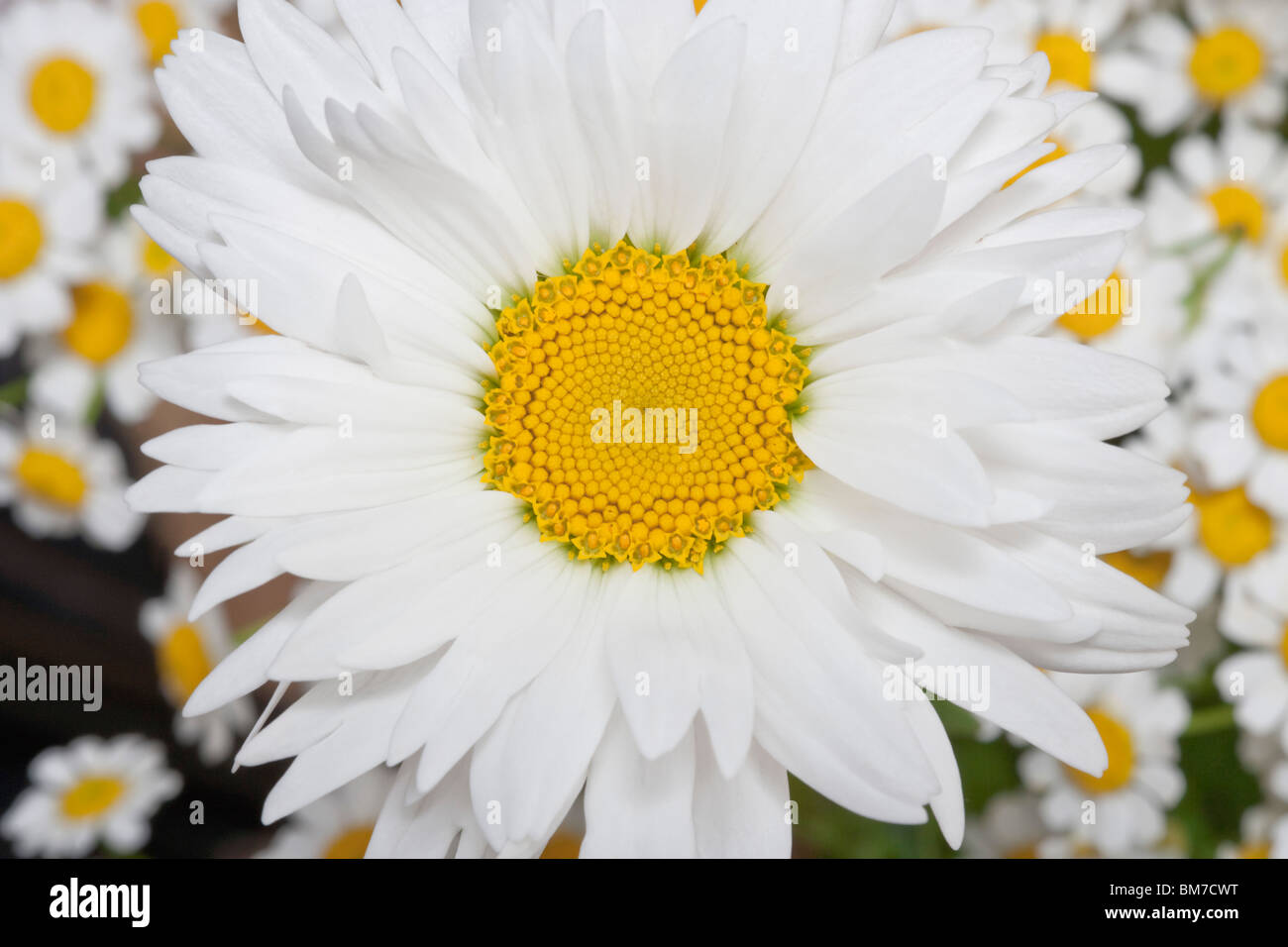Daisy series hi-res stock photography and images - Alamy