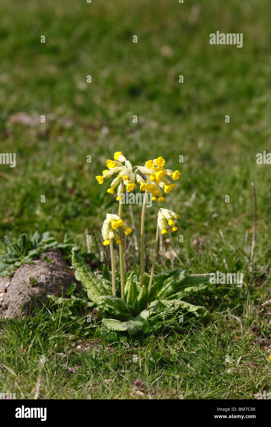 Cowslip (Primula veris) plant in flower Stock Photo - Alamy