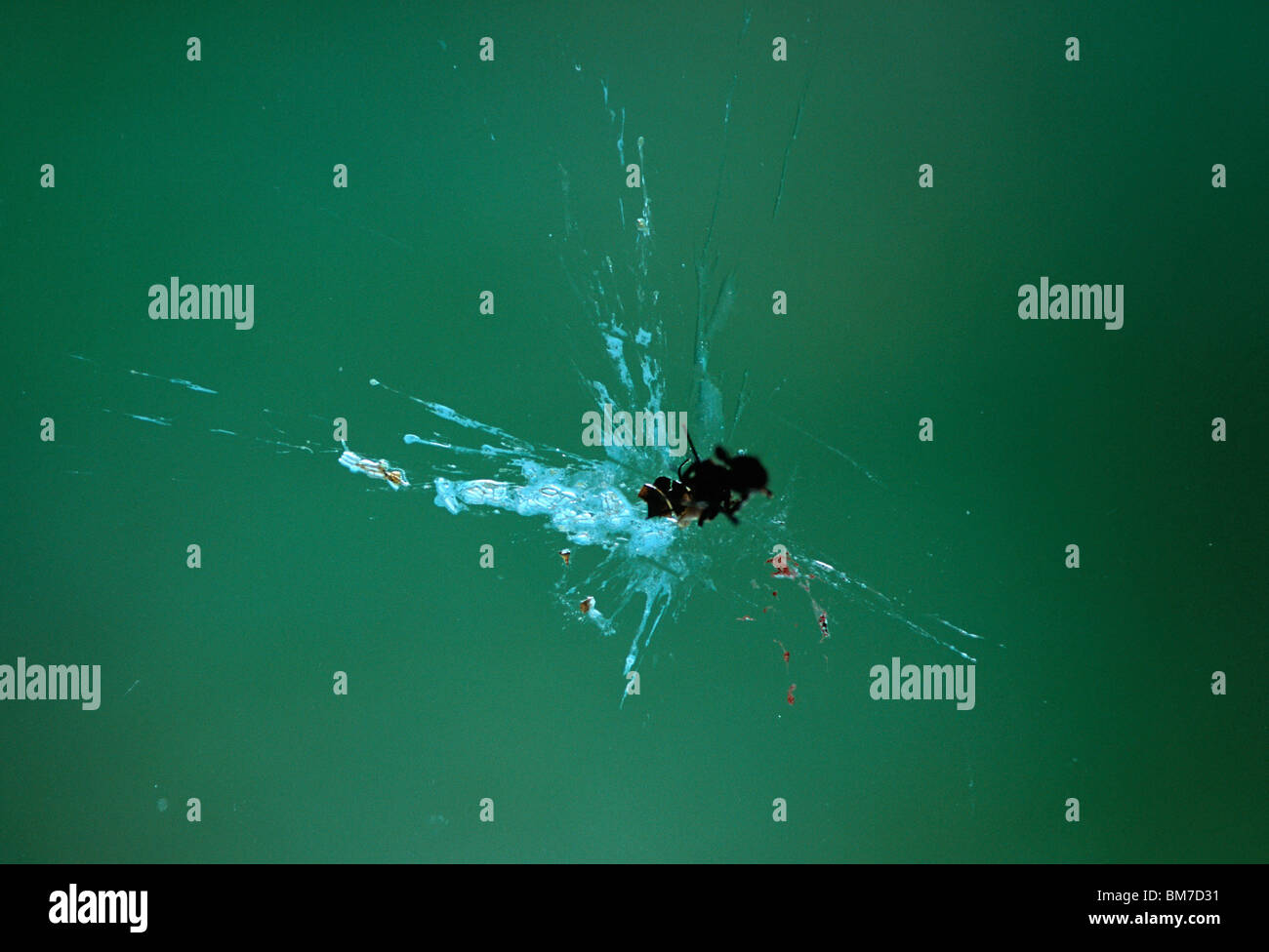 Detail of a squashed fly on a window Stock Photo - Alamy