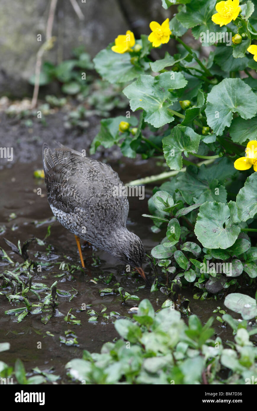 Redshank (Tringa totanus) feeding in soft mud Stock Photo - Alamy