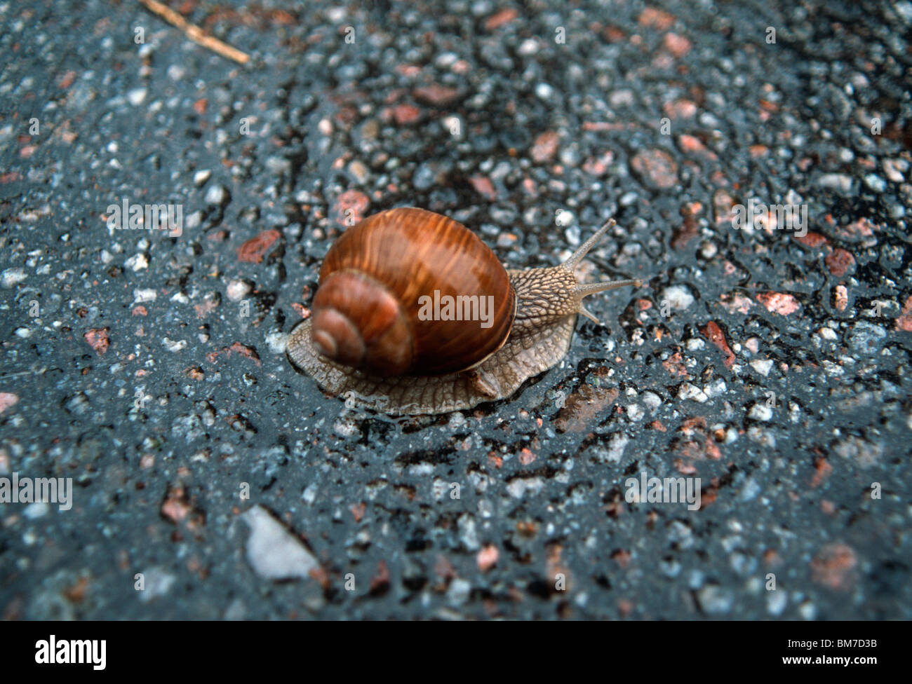 Snail side view hi-res stock photography and images - Alamy