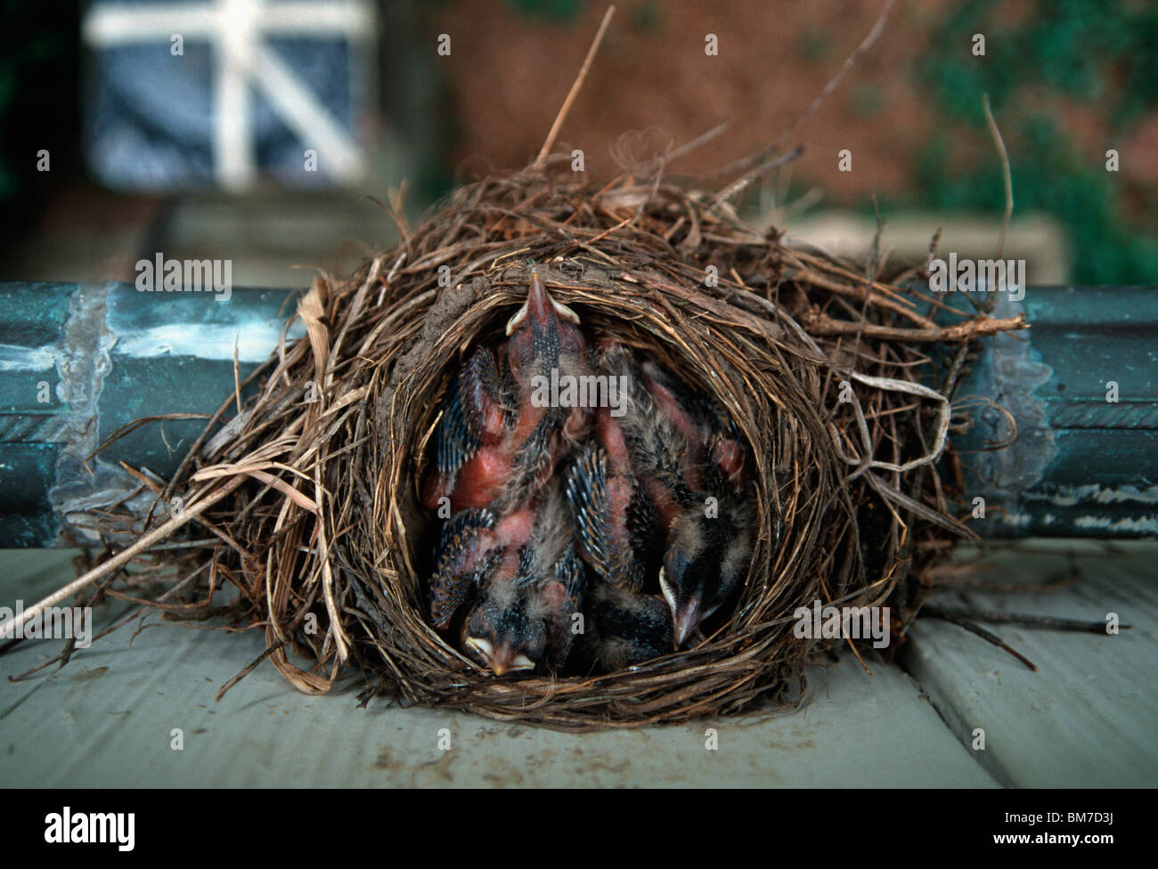 Three baby birds in a nest Stock Photo - Alamy
