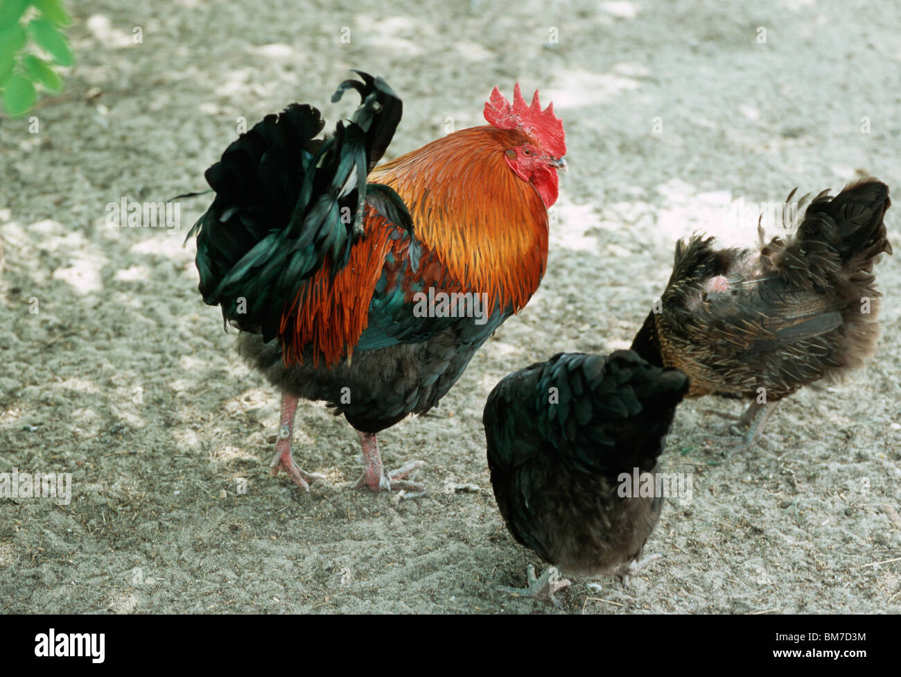 Rooster hi-res stock photography and images - Alamy