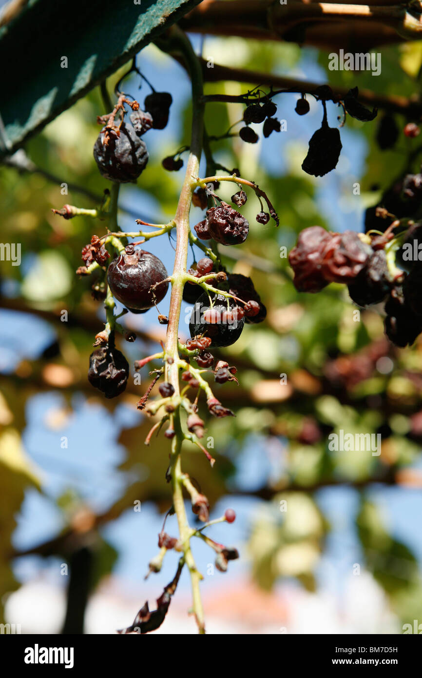 Grapes drying out on a vine Stock Photo - Alamy