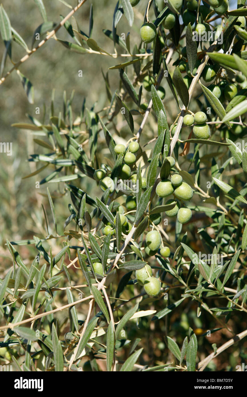 Growing olive tree hi-res stock photography and images - Alamy