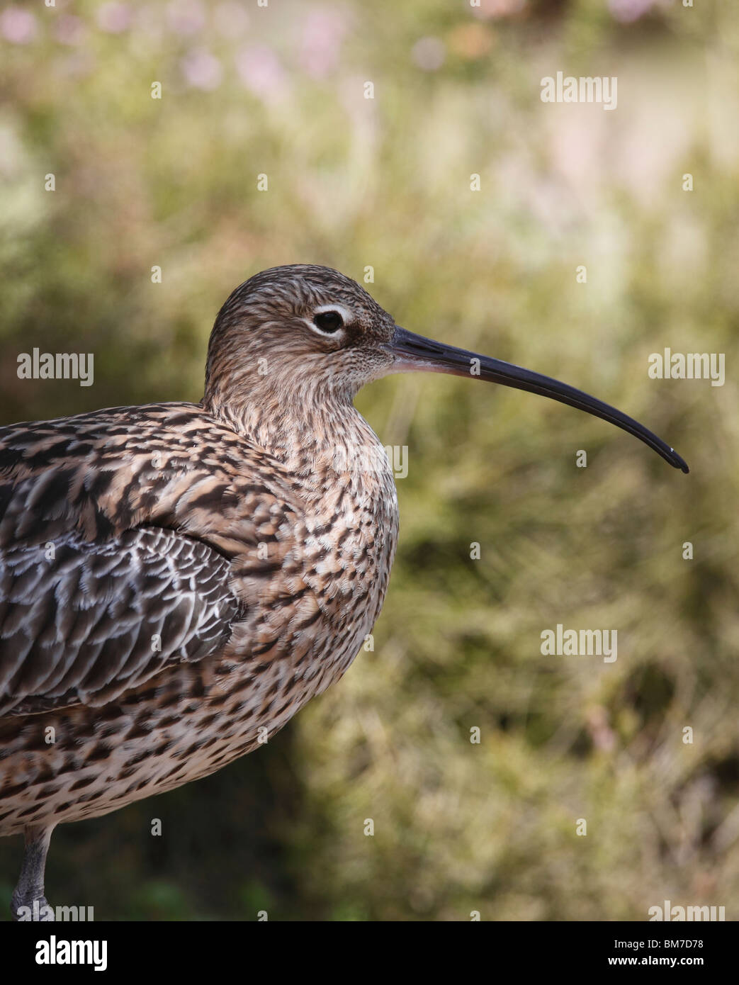 Curlew (Numenius aquata) close up of head and shoulders Stock Photo - Alamy