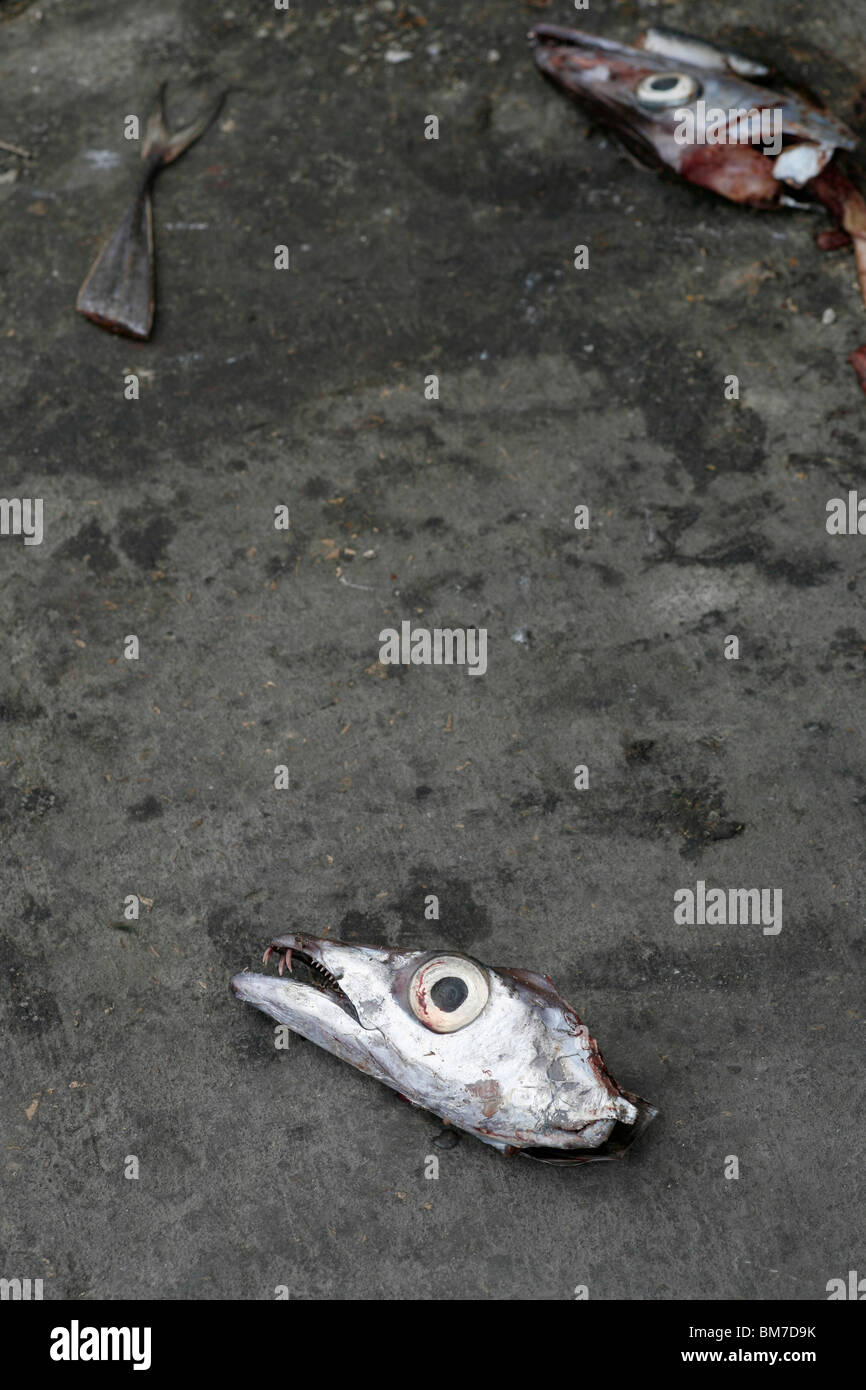 Severed fish heads hi-res stock photography and images - Alamy