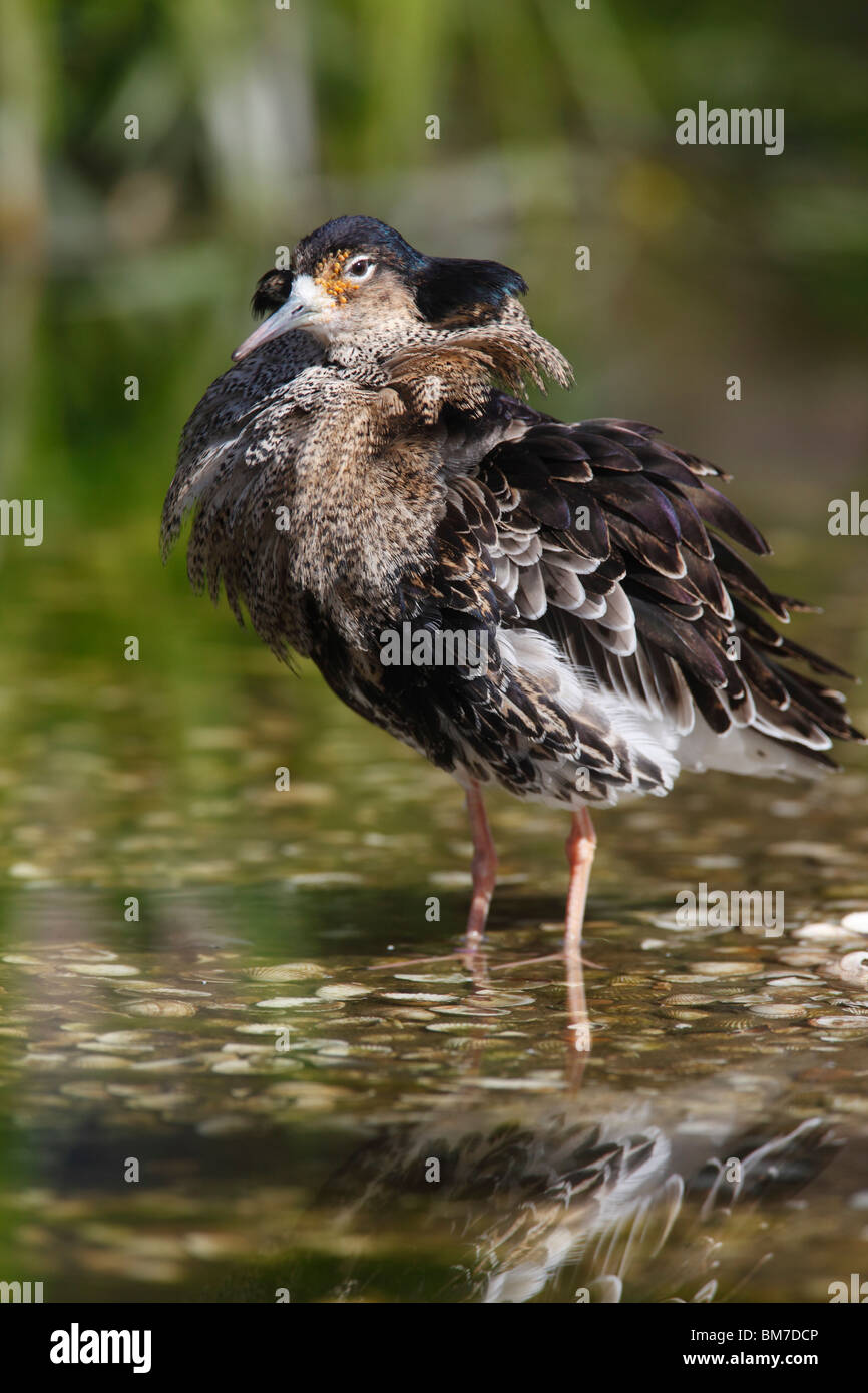 Ruff (Philomachus pugnax) male in breeding plumage front view Stock ...