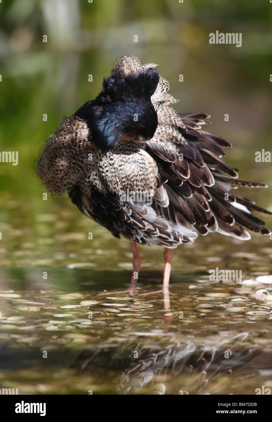 Ruff in breeding plumage hi-res stock photography and images - Alamy